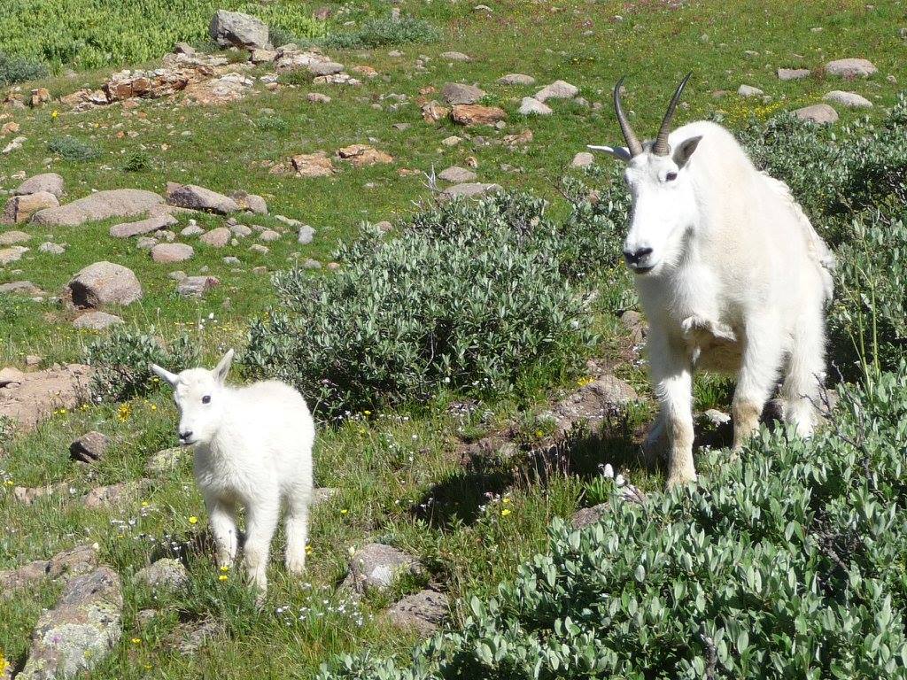 Chicago Basin: Bagging 3 Fourteeners – Your Peak Energy